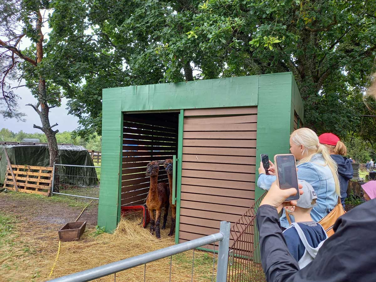 Avatud talud pakkusid taas maalähedust - Raplamaa Sõnumid